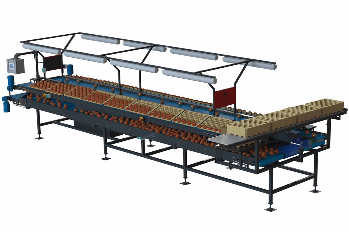Burg - Fruit Packing Table | Wyma Solutions