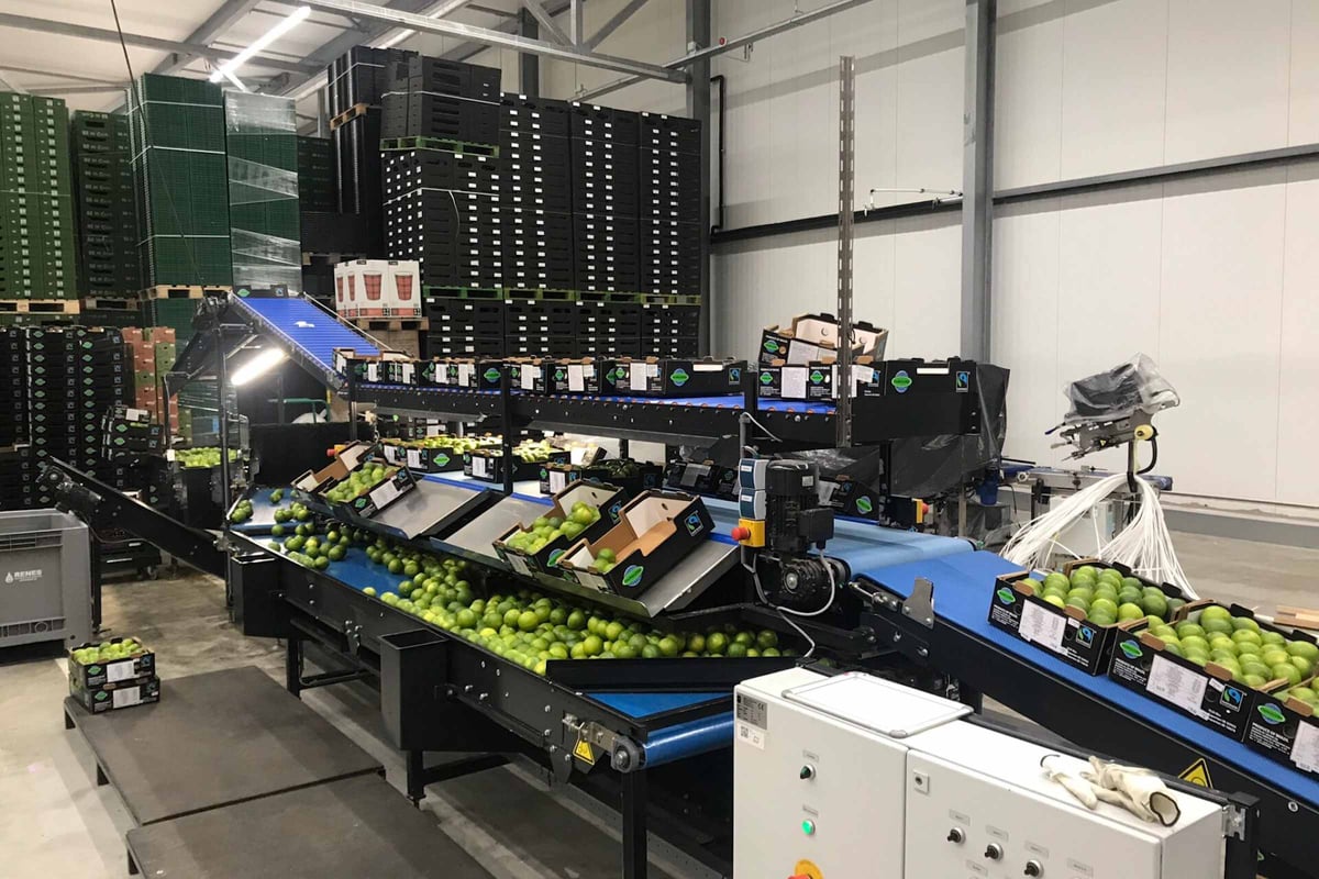 Burg - Fruit Packing Table | Wyma Solutions